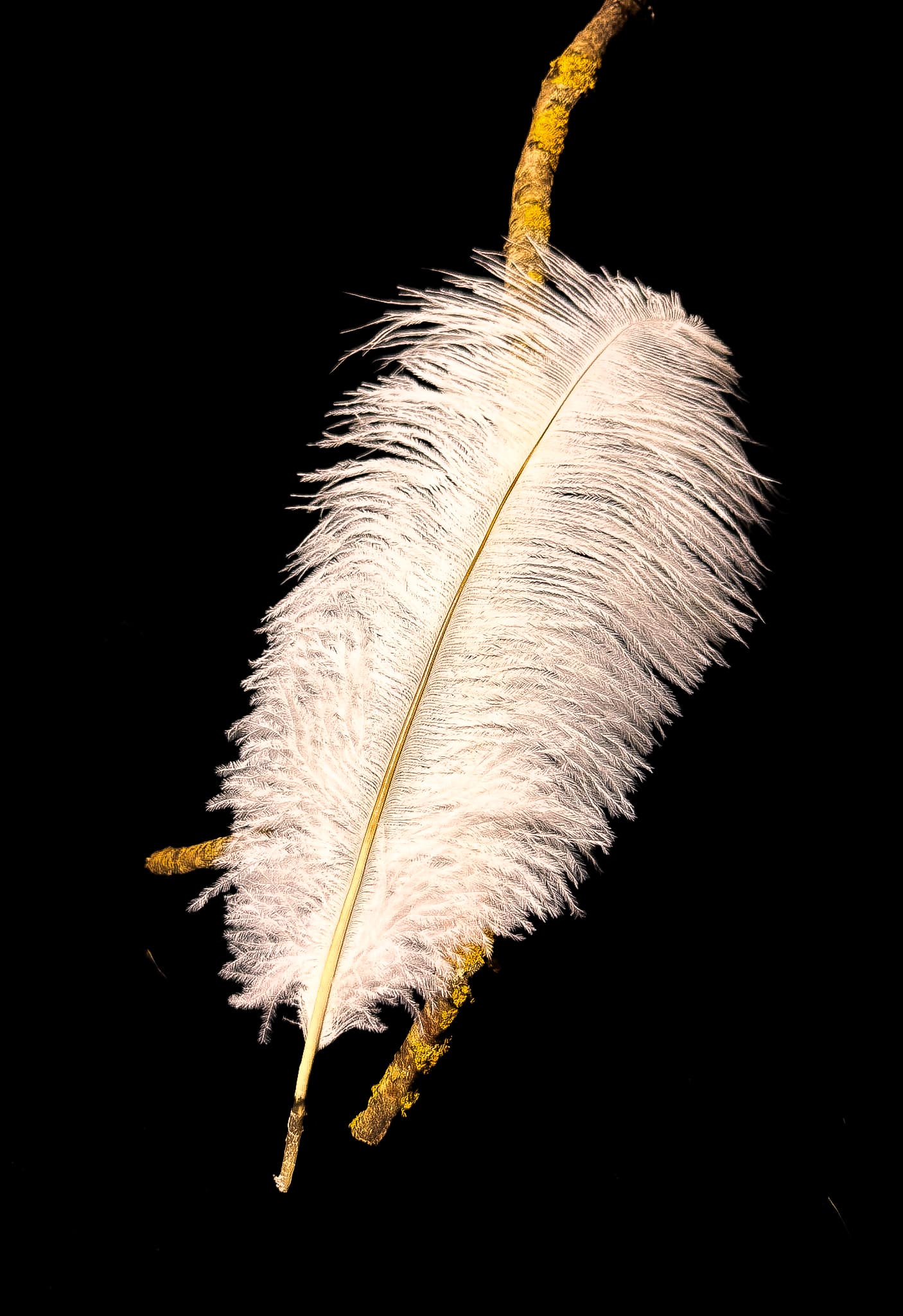 White ostrich plumes store
