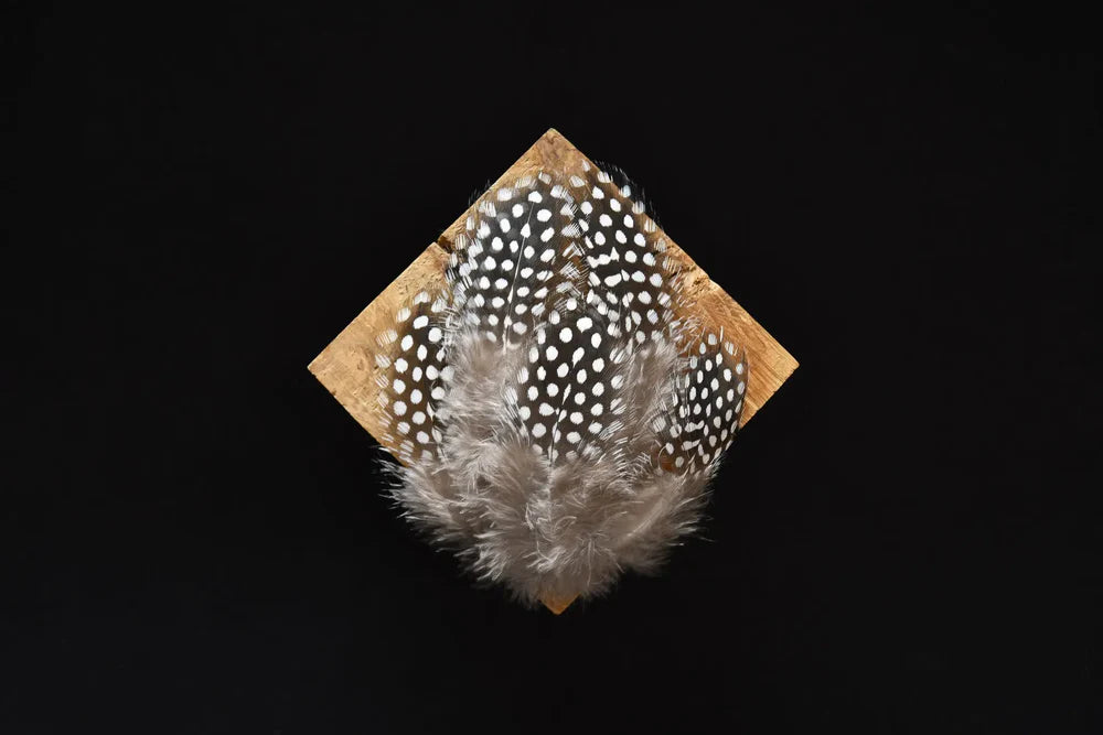 Black Guinea Fowl Feathers White Spots - 2 to 4 in - Authentic Feathers