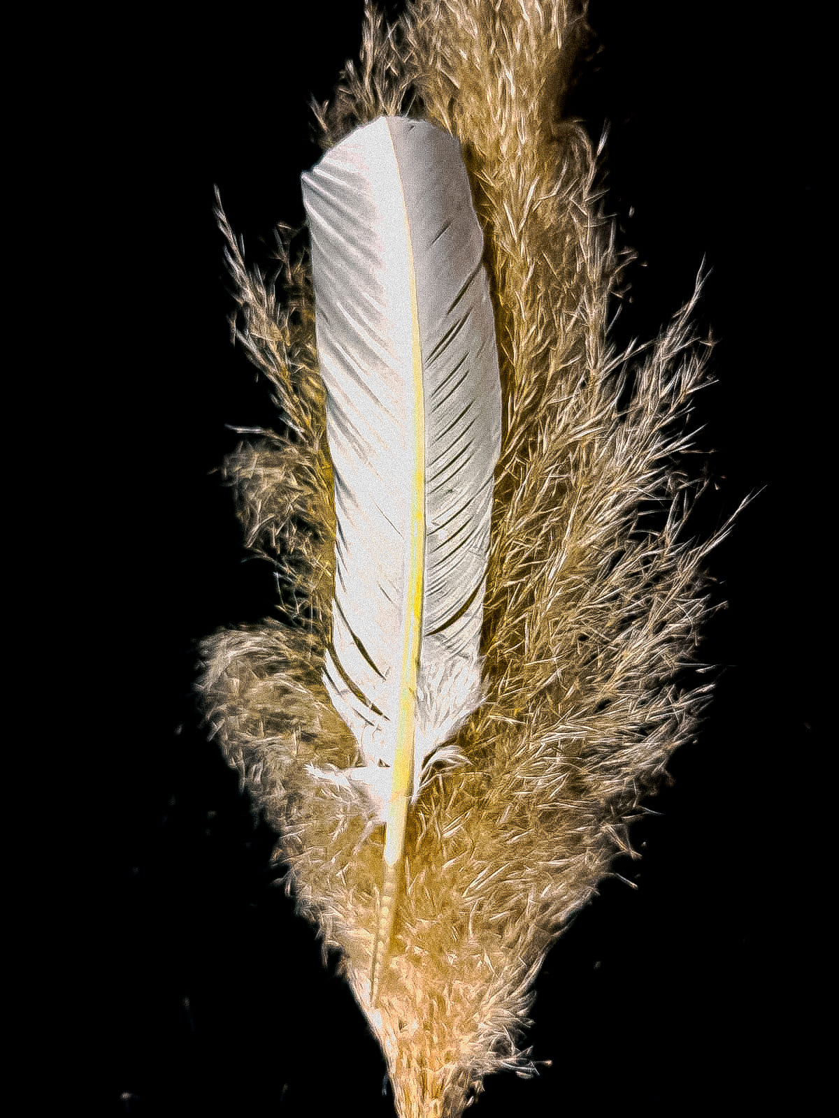 Long white turkey feathers - 9 to 12 in - Authentic Feathers