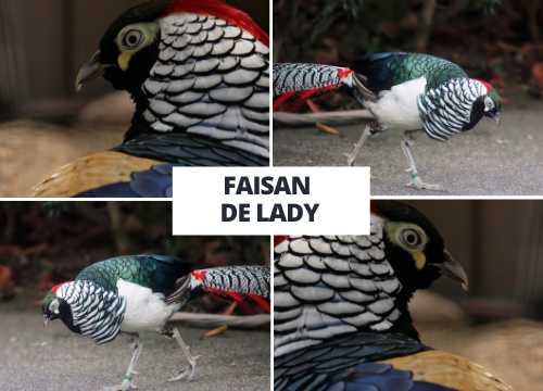 The plumage of the Lady Amherst pheasant - Authentic Feathers