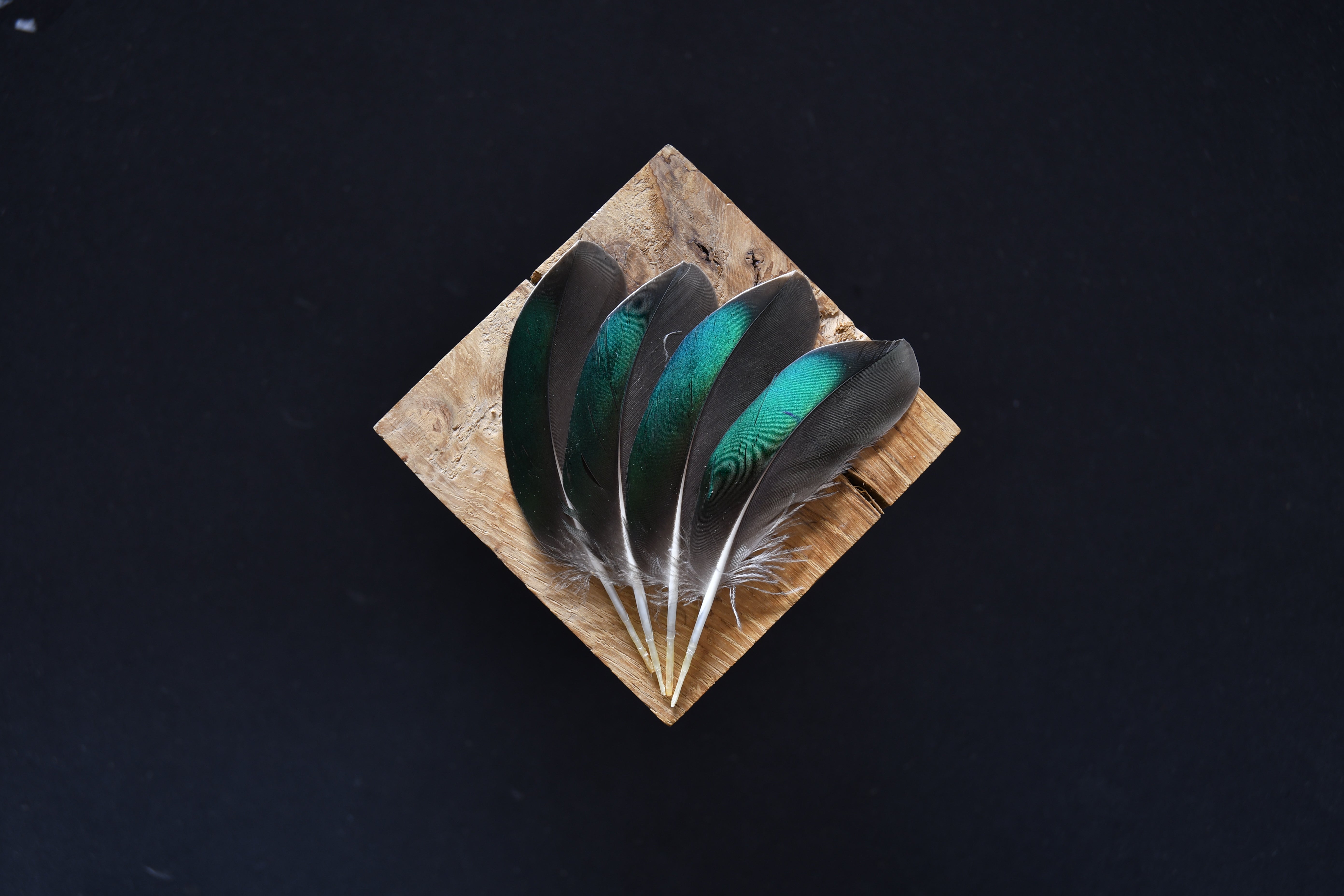 Small Feathers (2 to 4 inches) – Authentic Feathers