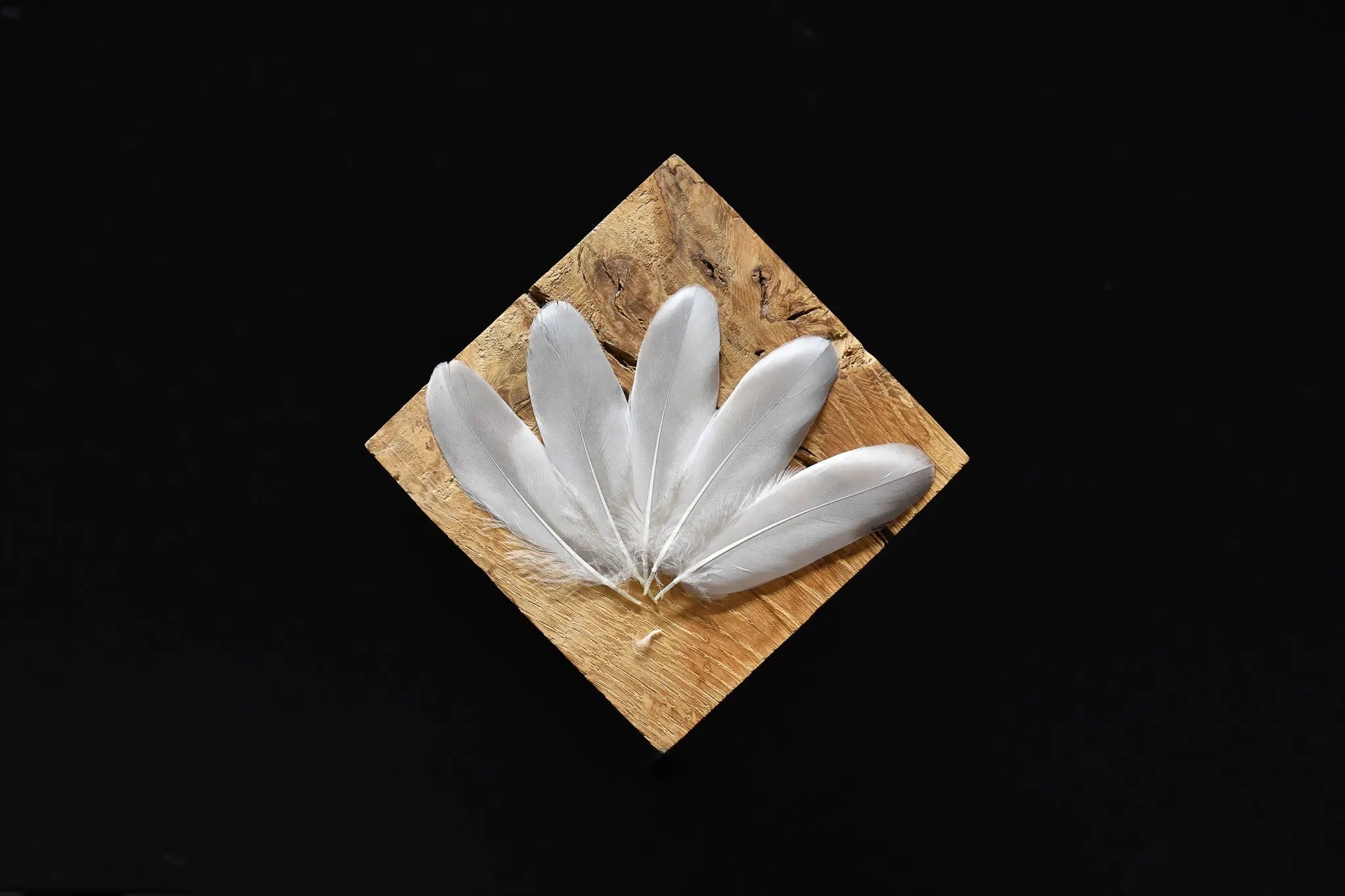 New Feathers on sale - Authentic Feathers