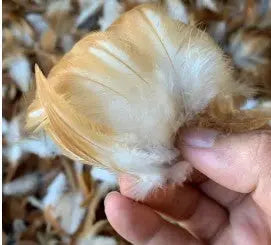 Beige Feathers - Authentic Feathers