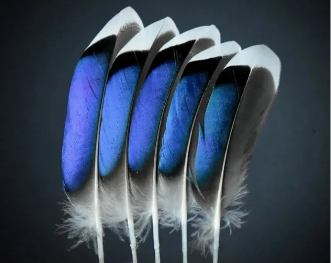 Blue Feathers 🔵 for DIY, Crafting, Decoration, Jewelry, Bouquet, Hat ...