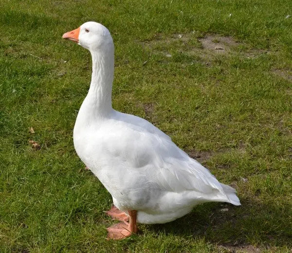 Goose Feathers - Authentic Feathers