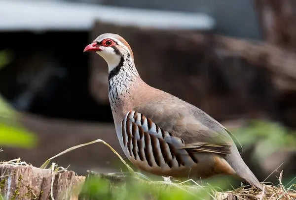 Partridge Feathers - Authentic Feathers