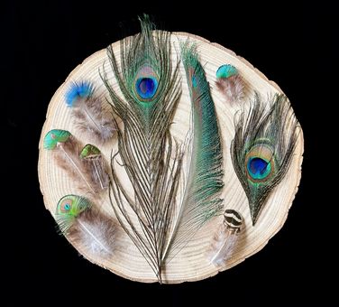 Feather Collections 🪶 - Authentic Feathers