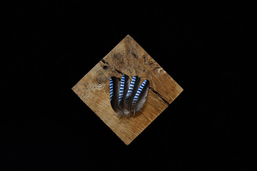 Very Small Feathers (0 to 2 inches) - Authentic Feathers