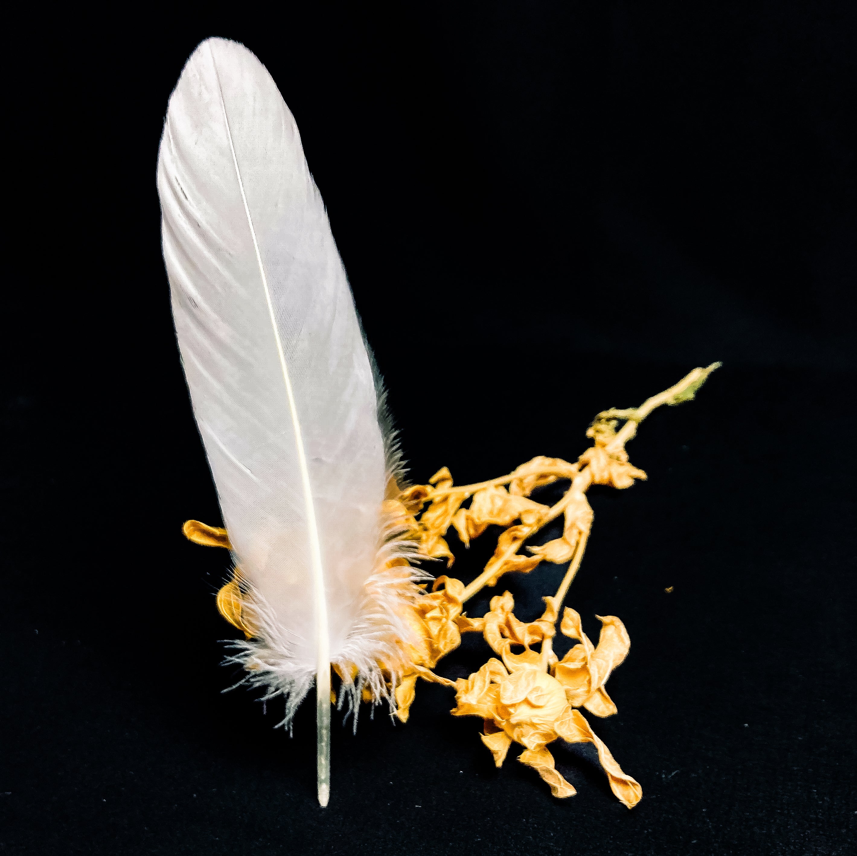 Large White Goose Feathers - 7 to 8.5 in - Authentic Feathers