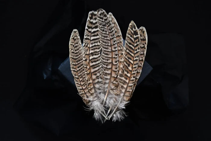 Brown and Beige Common Pheasant Feathers - 4 to 6 in - Authentic Feathers