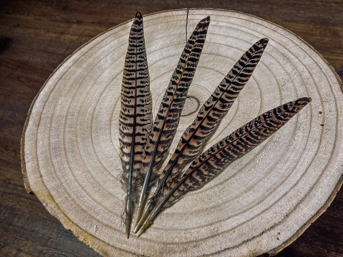 Brown and Black Common Pheasant Feathers - 7 to 10 in - Authentic Feathers