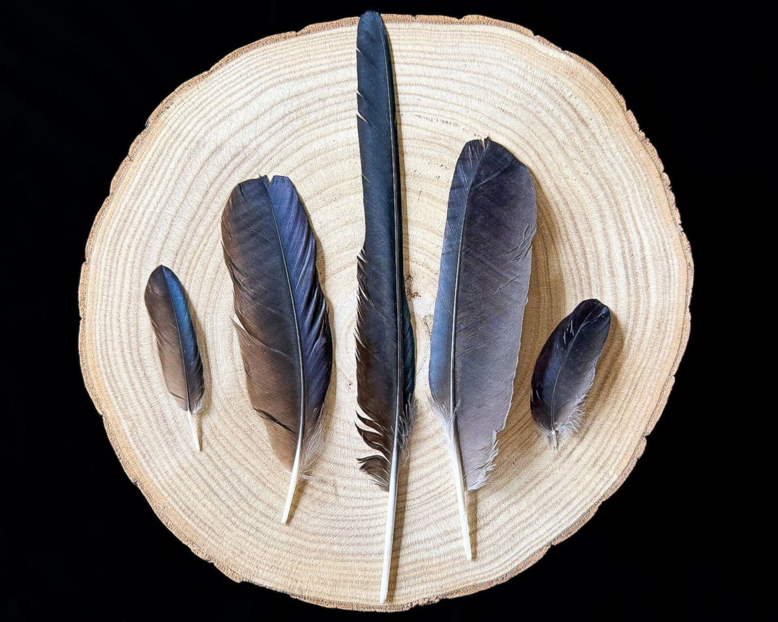 Collection of 5 crown feathers 🐦‍⬛ - Authentic Feathers