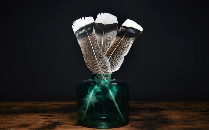 Light-colored Turkey Feathers - 10 to 12 in - Authentic Feathers