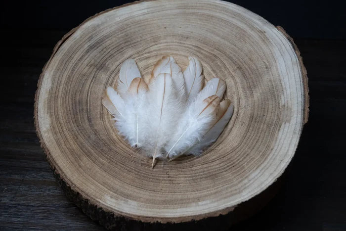Light-colored and White Hen Feathers - 1.2 to 2 in - Authentic Feathers