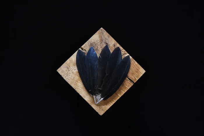 Small Black Crow Feathers - 2 to 3.2 in - Authentic Feathers