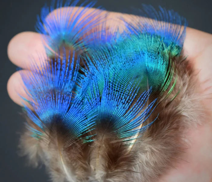 Small Blue Peacock Feathers - 2 in – Authentic Feathers