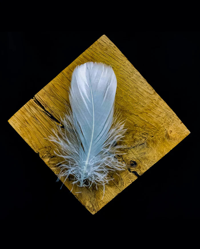 Small White Goose Feathers - 3.5 to 4.5 in – Authentic Feathers